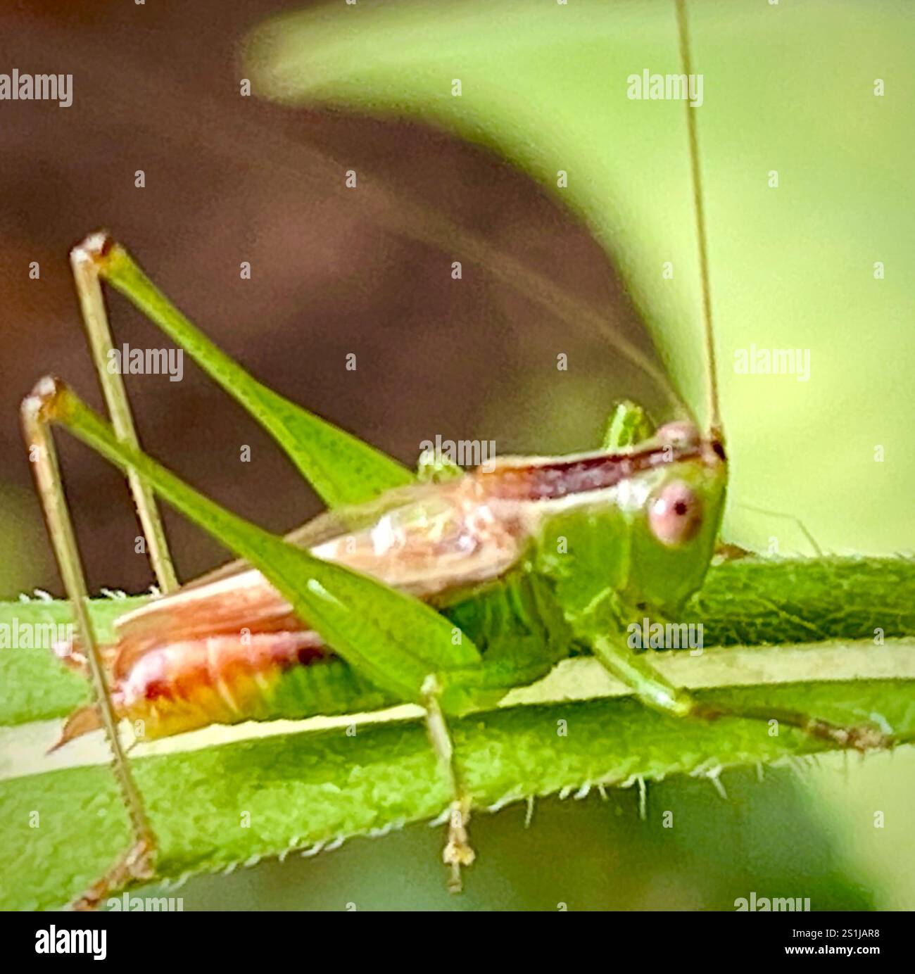 Short-winged Meadow Katydid (Conocephalus brevipennis Stock Photo - Alamy