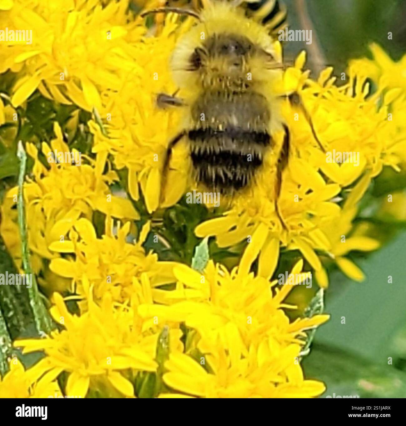 Sitka Bumble Bee (Bombus sitkensis Stock Photo - Alamy