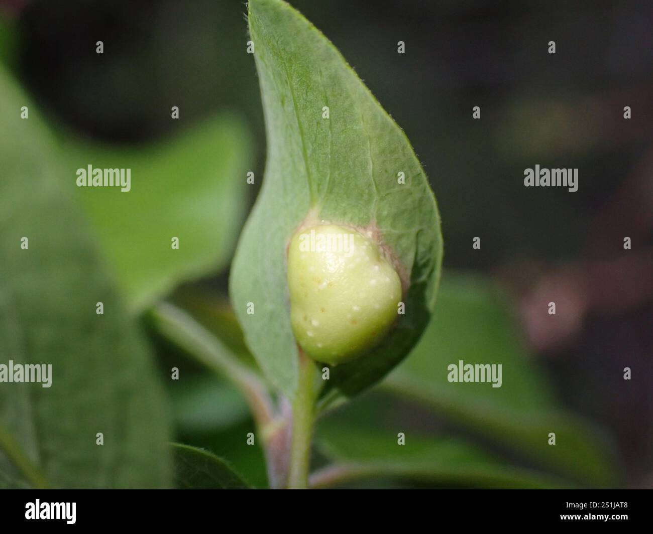 Willow Apple Gall Sawfly (Euura californica Stock Photo - Alamy