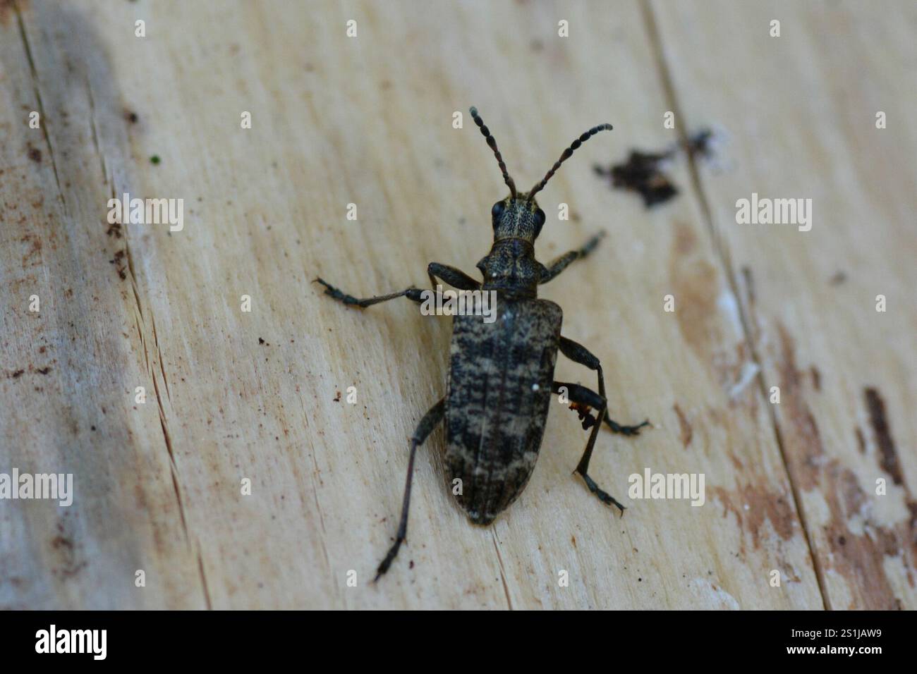 Ribbed Pine Borer (Rhagium inquisitor Stock Photo - Alamy