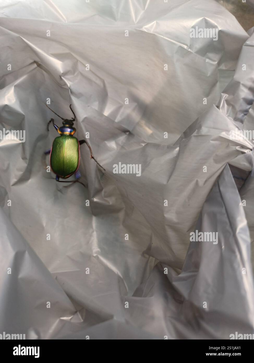 Fiery Searcher (Calosoma scrutator Stock Photo - Alamy