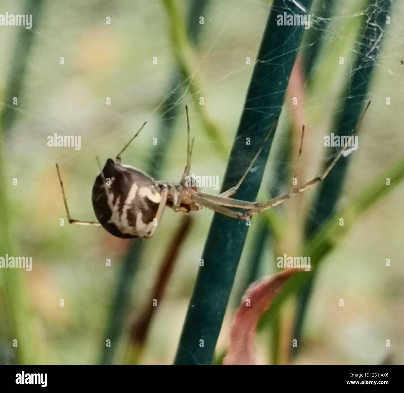 Common sheetweb spider (Linyphia triangularis Stock Photo - Alamy