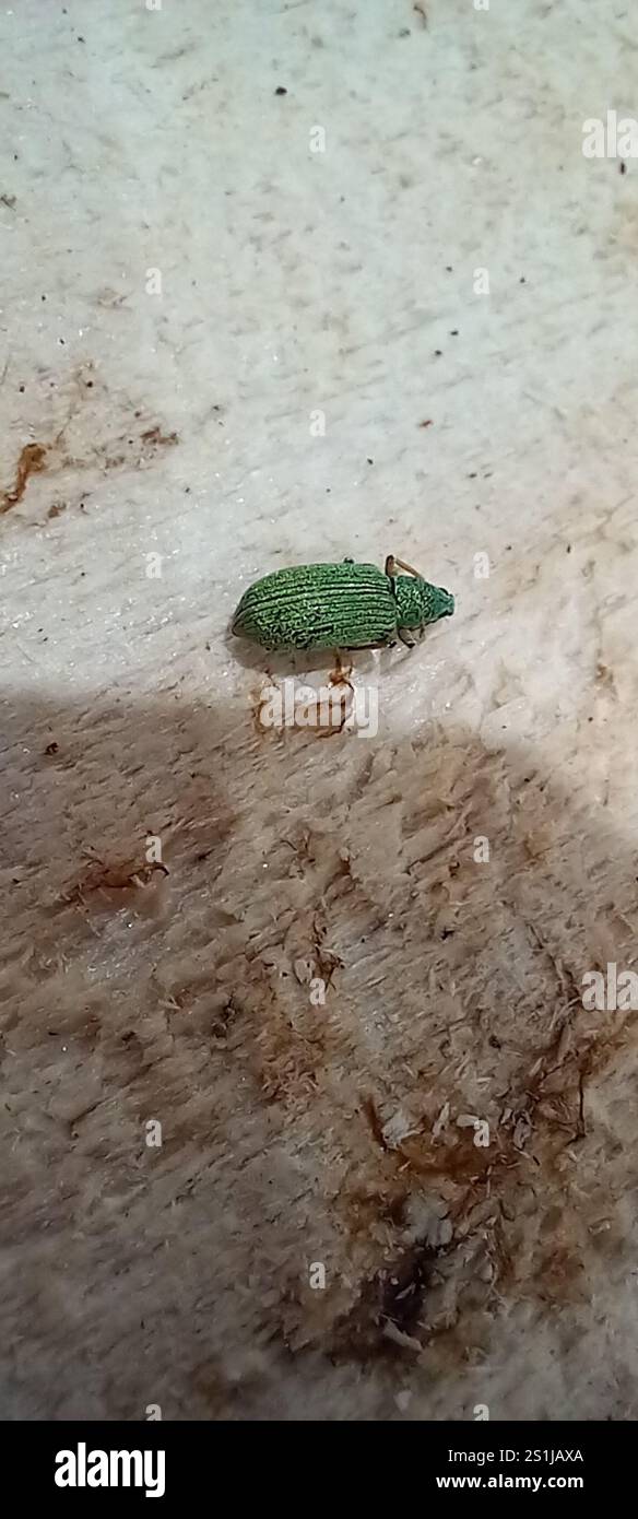 Green Immigrant Leaf Weevil (Polydrusus formosus Stock Photo - Alamy