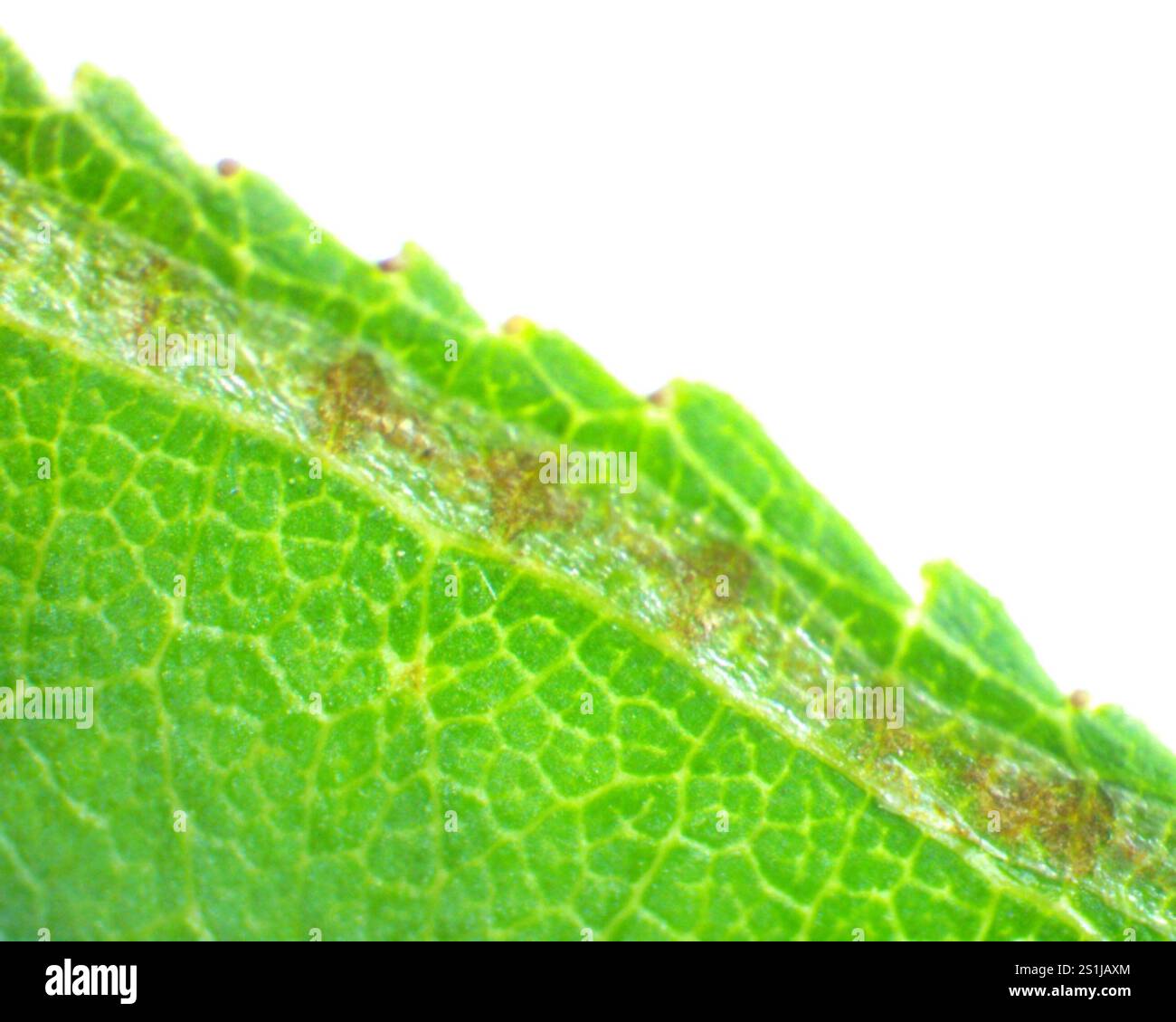 Willow Leafcone Caterpillar Moth (Caloptilia stigmatella Stock Photo ...