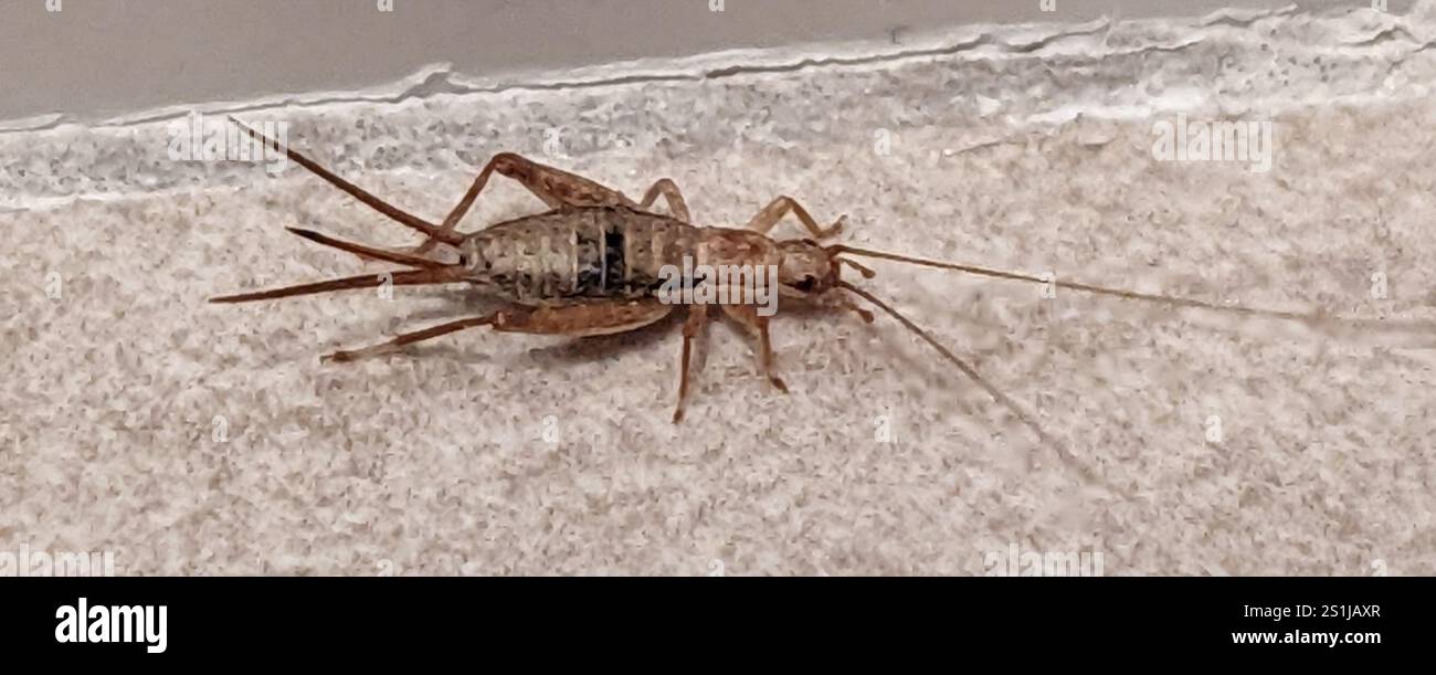 Common Scaly Crickets (Cycloptilum Stock Photo - Alamy