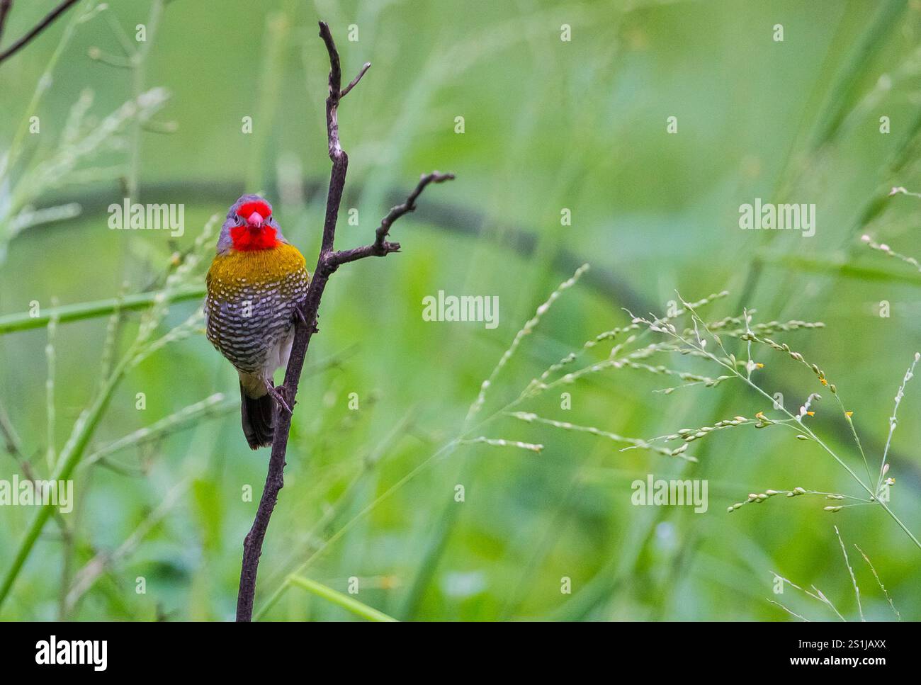 Green-winged pytilia (Pytilia melba) is an African song bird Stock ...