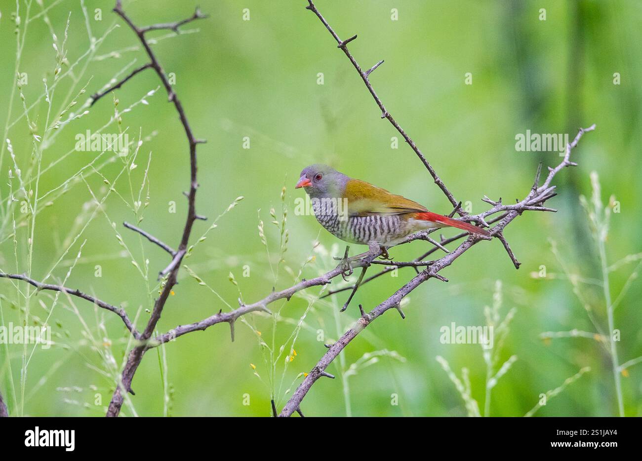 Green-winged pytilia (Pytilia melba) is an African song bird Stock ...