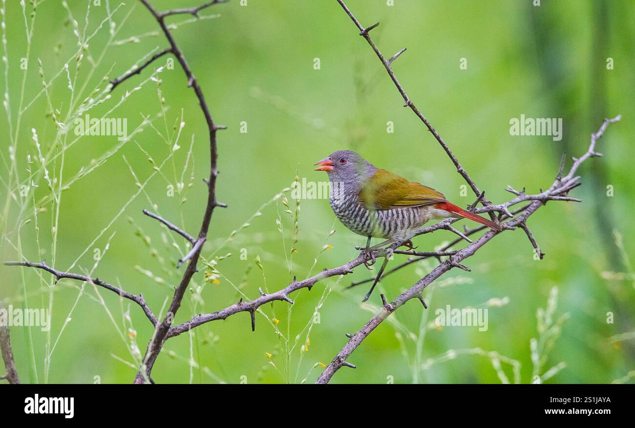 Green-winged pytilia (Pytilia melba) is an African song bird Stock ...