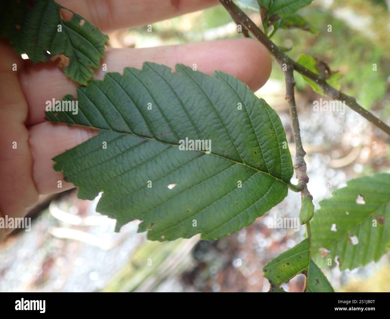 Red Alder (Alnus rubra Stock Photo - Alamy