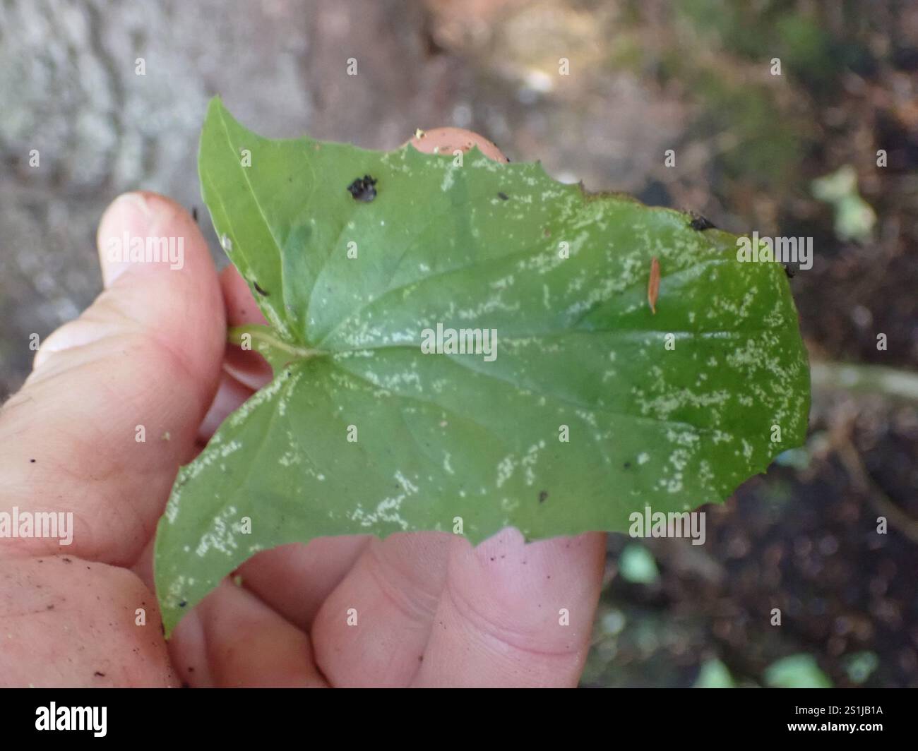 western rattlesnake root (Nabalus alatus Stock Photo - Alamy