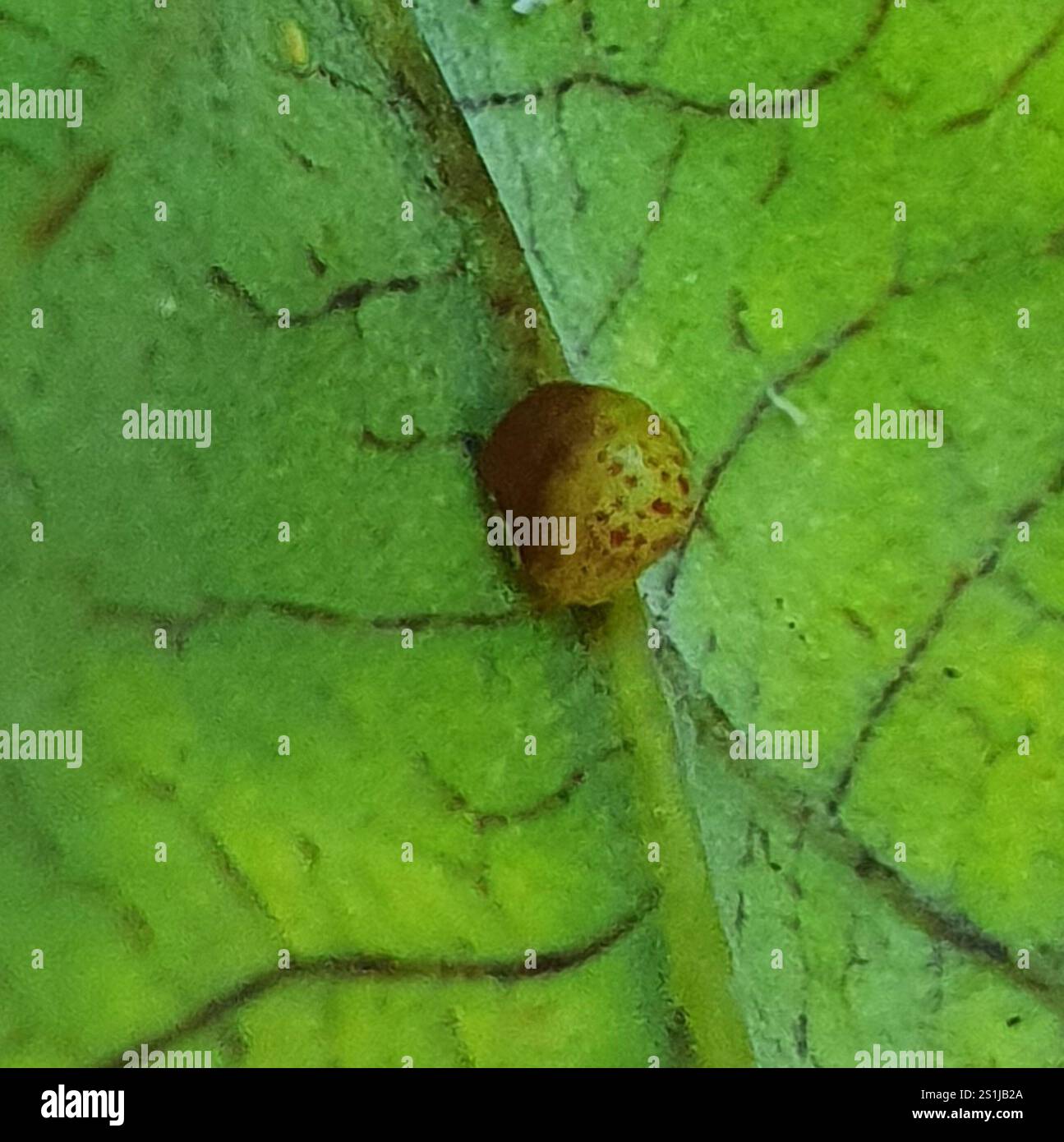 Oyster Gall Wasp (Neuroterus anthracinus Stock Photo - Alamy