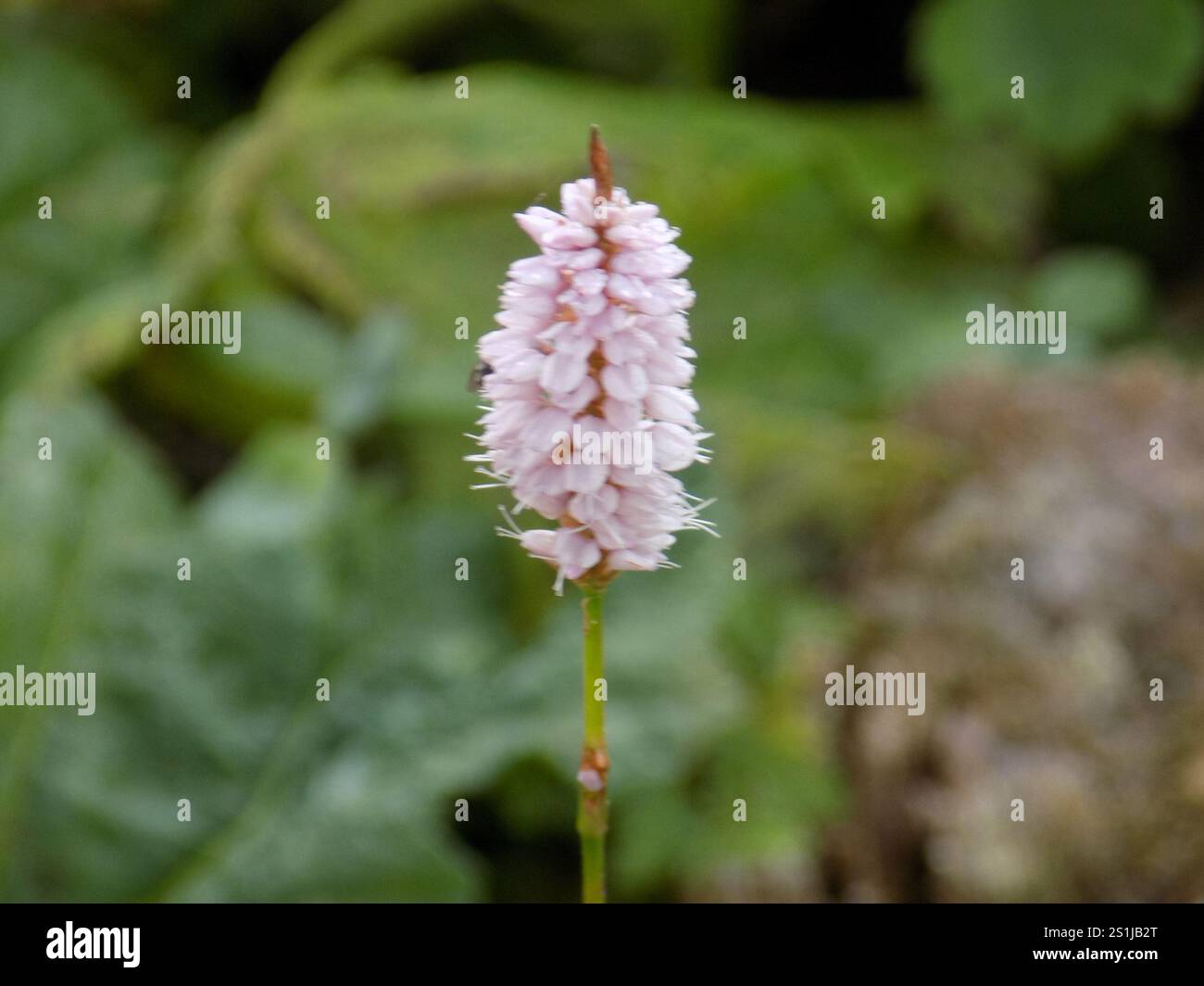 common bistort (Bistorta officinalis Stock Photo - Alamy