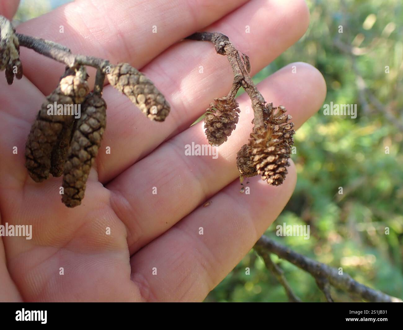 Red Alder (Alnus rubra Stock Photo - Alamy