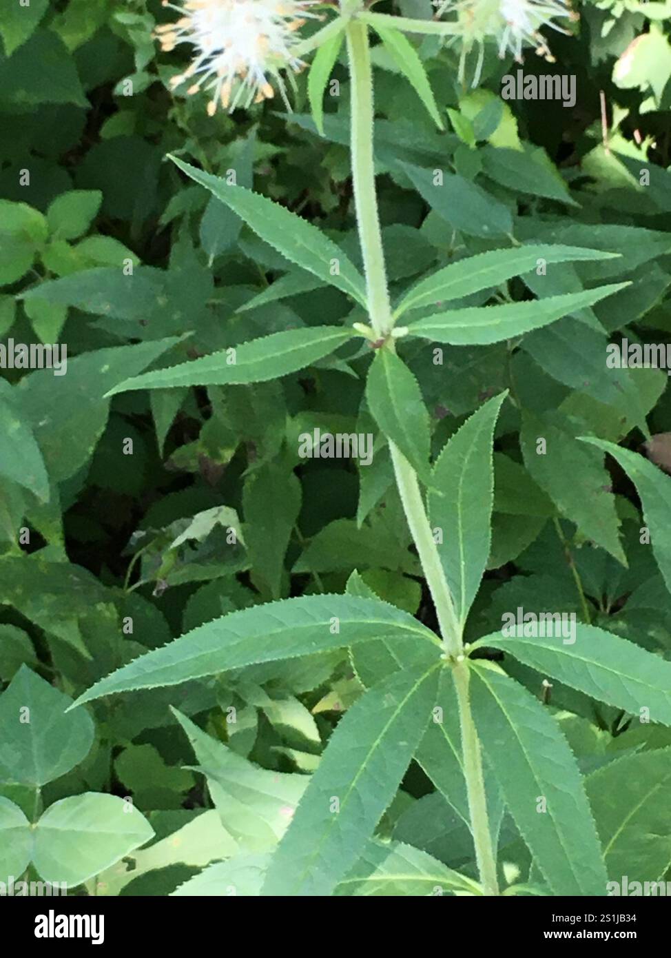 Culver's root (Veronicastrum virginicum Stock Photo - Alamy