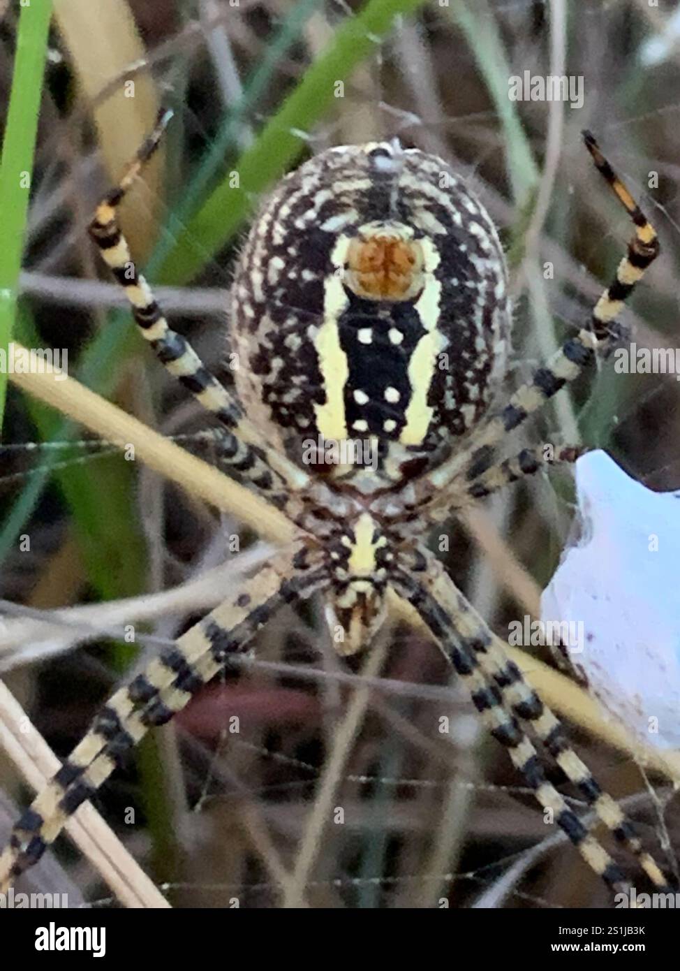 Banded Garden Spider (Argiope trifasciata Stock Photo - Alamy