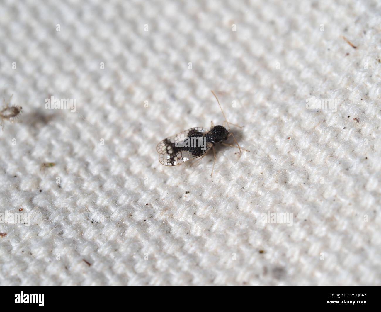 Andromeda Lace Bug (Stephanitis takeyai Stock Photo - Alamy