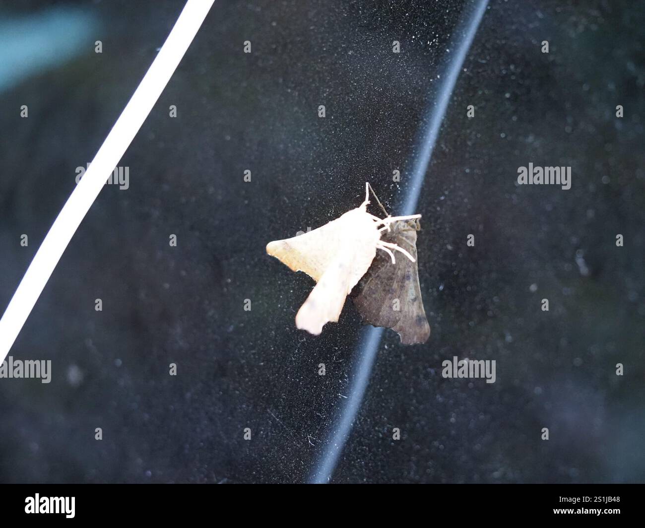 Maple Spanworm Moth (Ennomos magnaria Stock Photo - Alamy