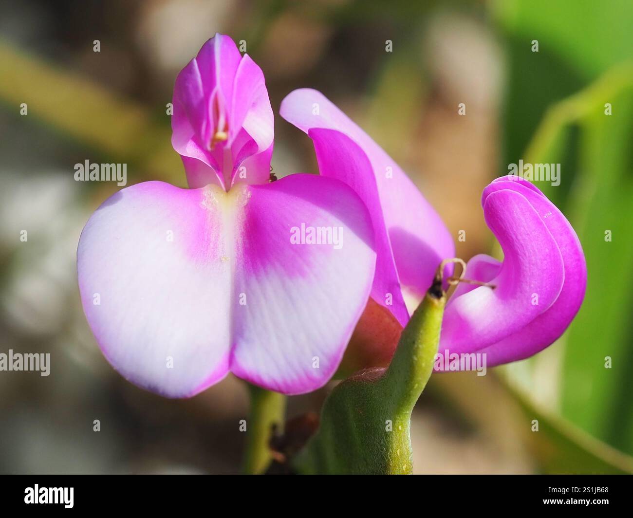 Beach Bean (Canavalia rosea Stock Photo - Alamy