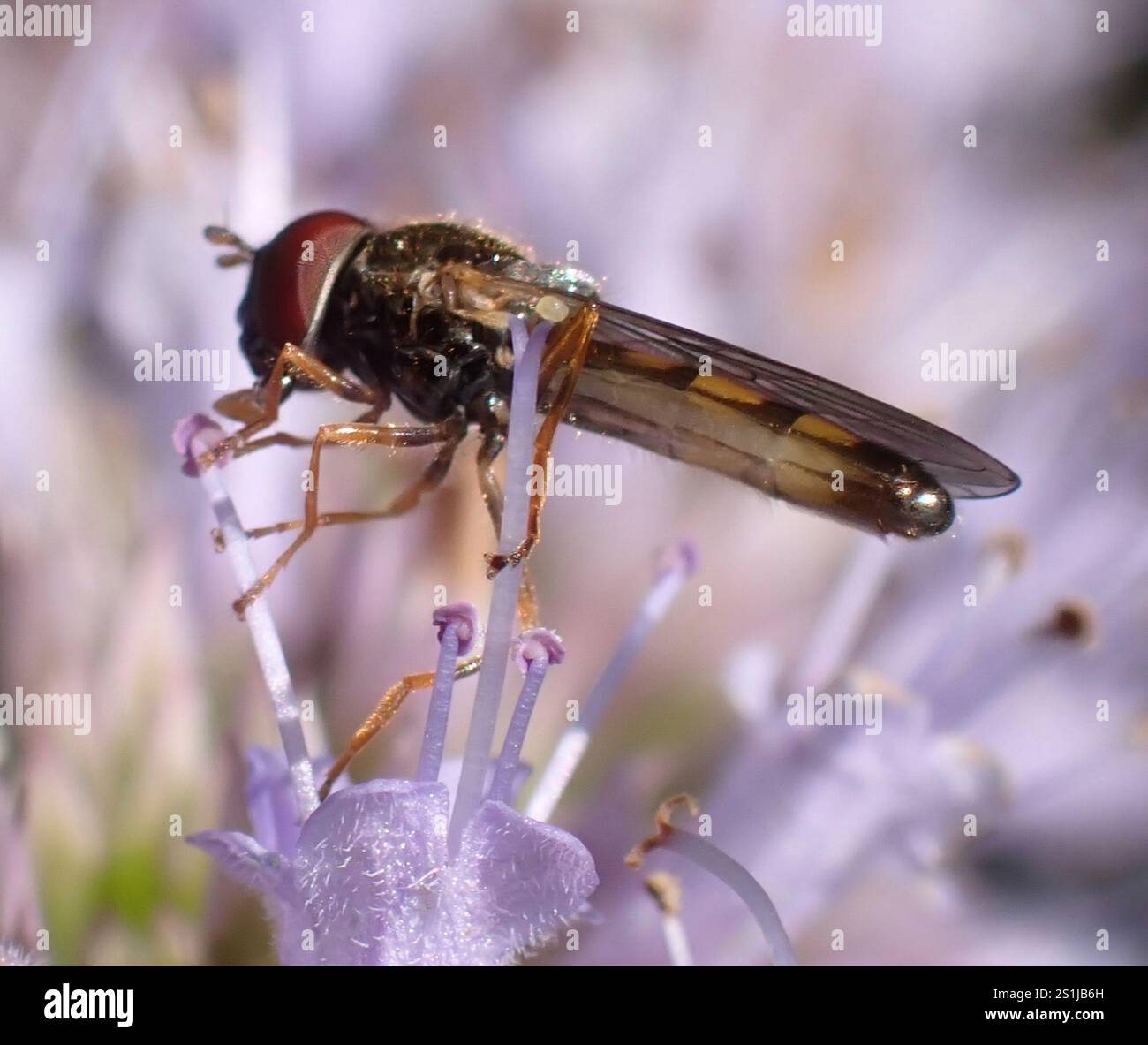 Variable Duskyface Fly (Melanostoma mellinum Stock Photo - Alamy