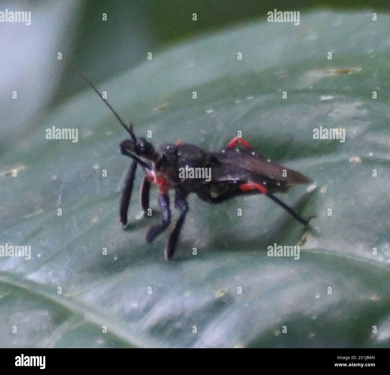 Bee Assassins (Apiomerus Stock Photo - Alamy