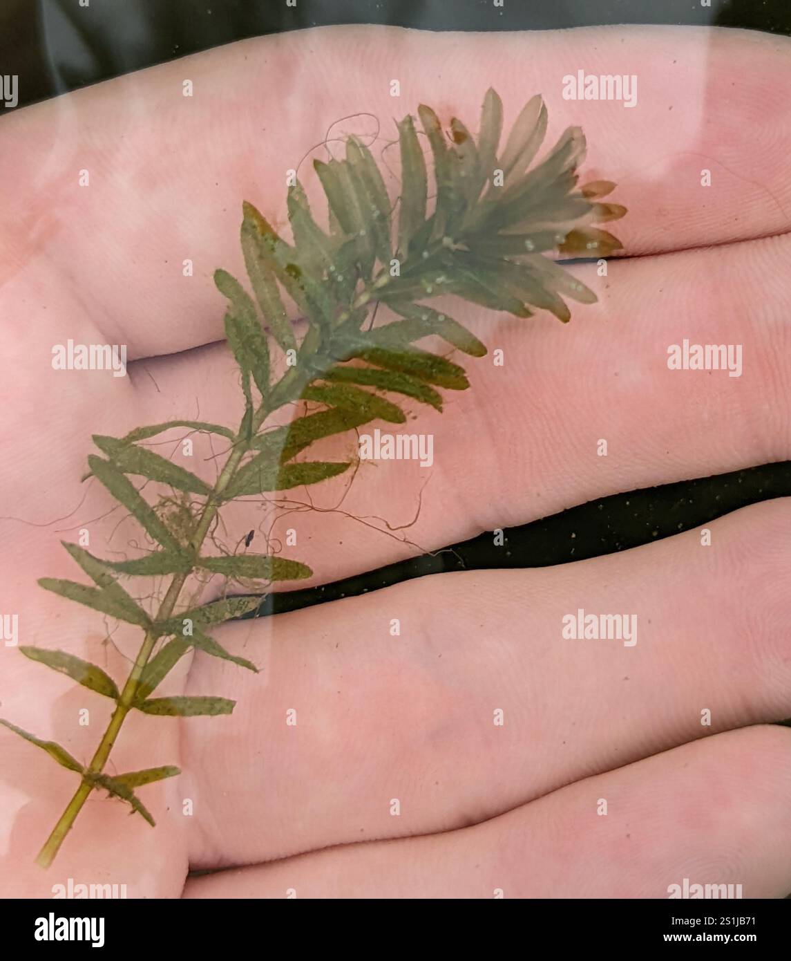 Hydrilla (Hydrilla verticillata Stock Photo - Alamy