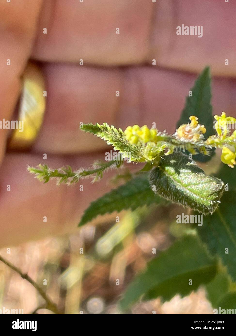 Nettleleaf Noseburn (Tragia urticifolia Stock Photo - Alamy