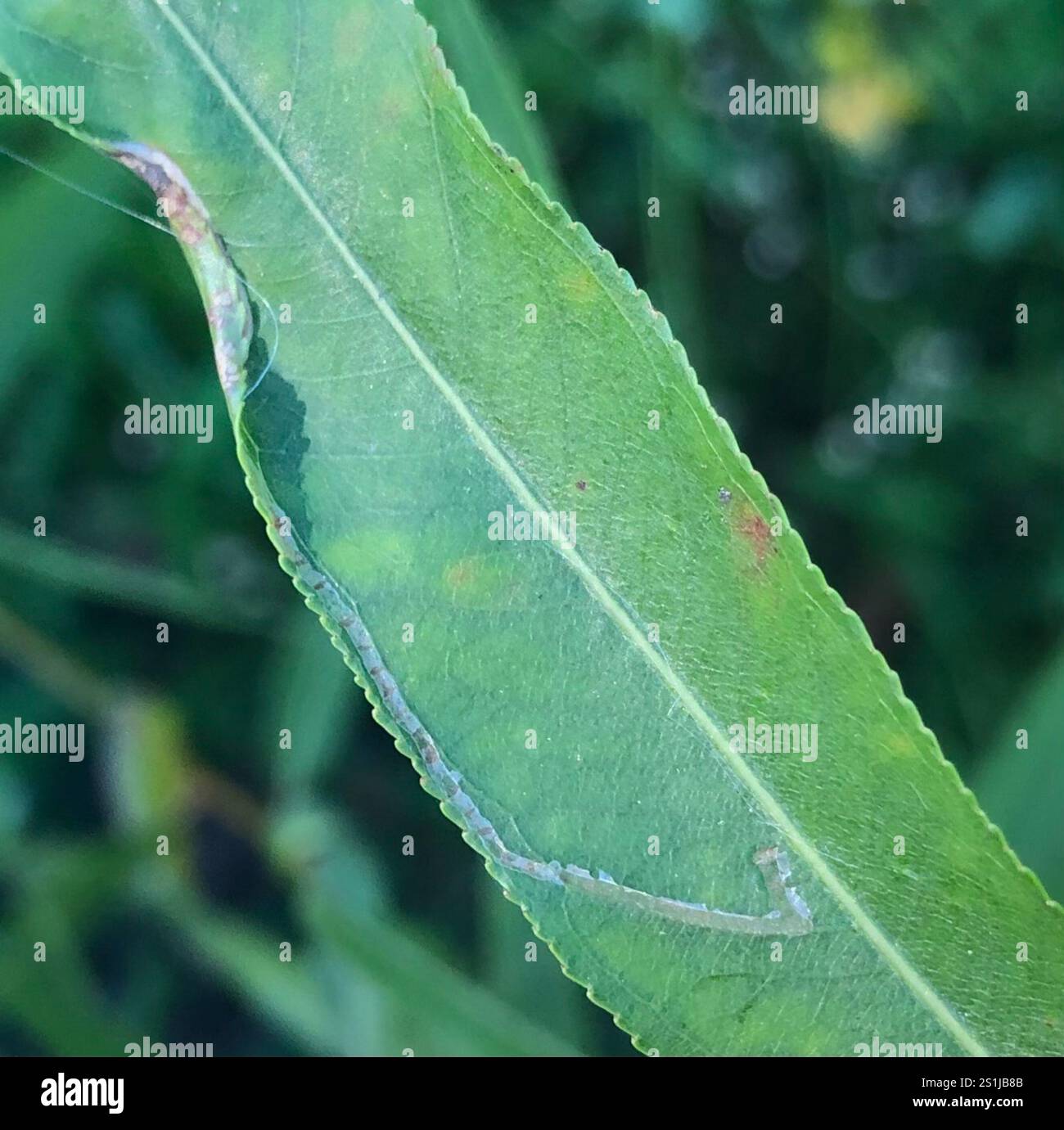 Willow Leafcone Caterpillar Moth (Caloptilia stigmatella Stock Photo ...