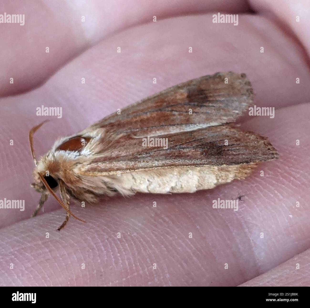 Bronzed Cutworm Moth (Nephelodes minians Stock Photo - Alamy