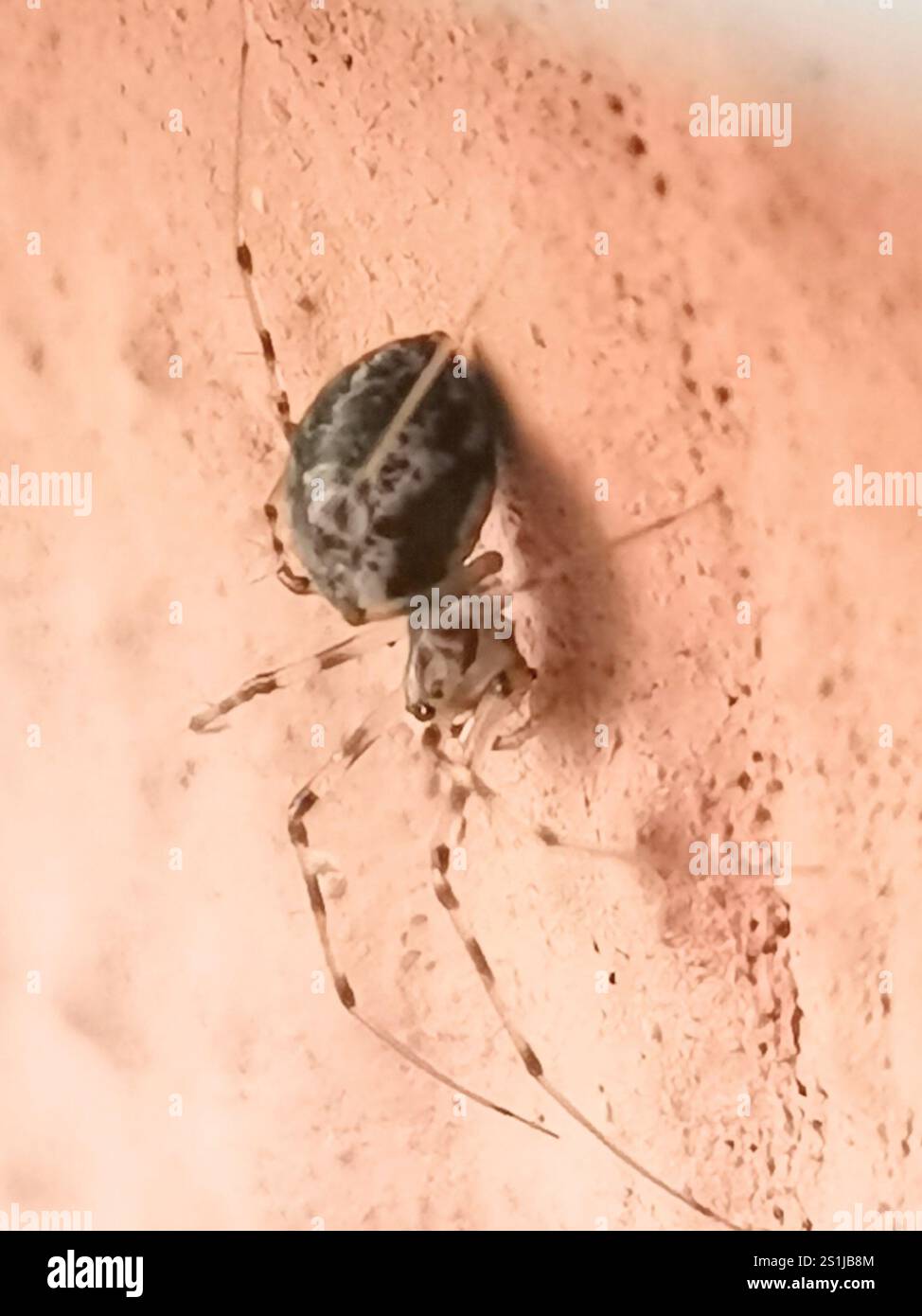 Invisible Spider (Drapetisca socialis Stock Photo - Alamy