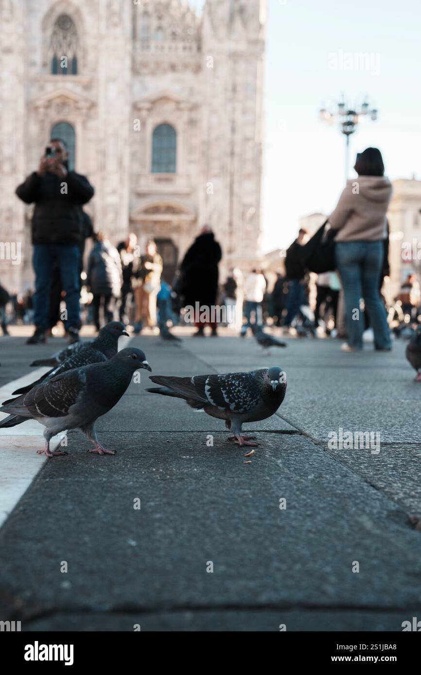 Milan, Italy - January 3 2025: Pigeons and people in front of Milan ...
