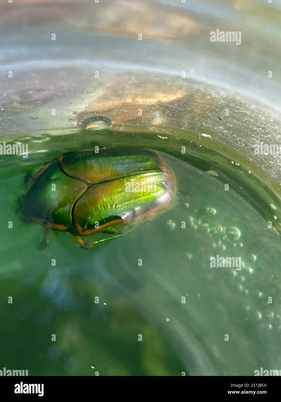 Common Green June Beetle (Cotinis nitida Stock Photo - Alamy