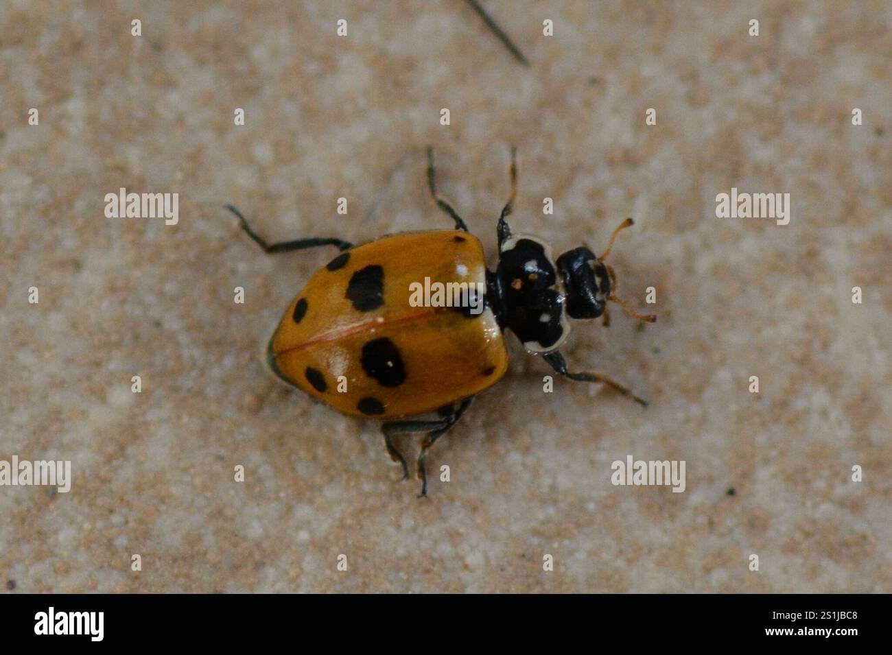 Variegated Lady Beetle (Hippodamia variegata Stock Photo - Alamy