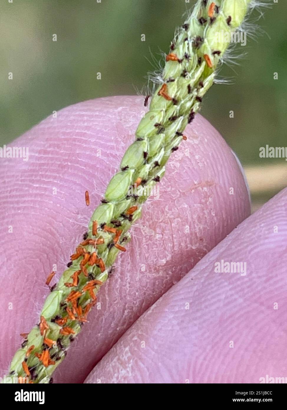 Vasey Grass (Paspalum urvillei Stock Photo - Alamy