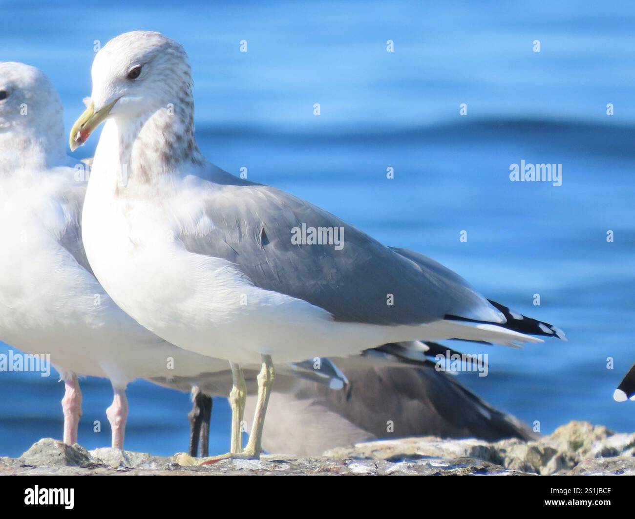 California Gull (Larus californicus Stock Photo - Alamy
