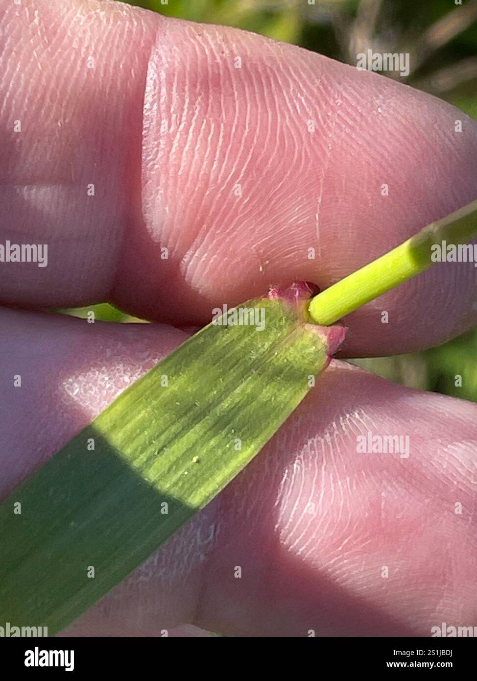 purpletop tridens (Tridens flavus Stock Photo - Alamy
