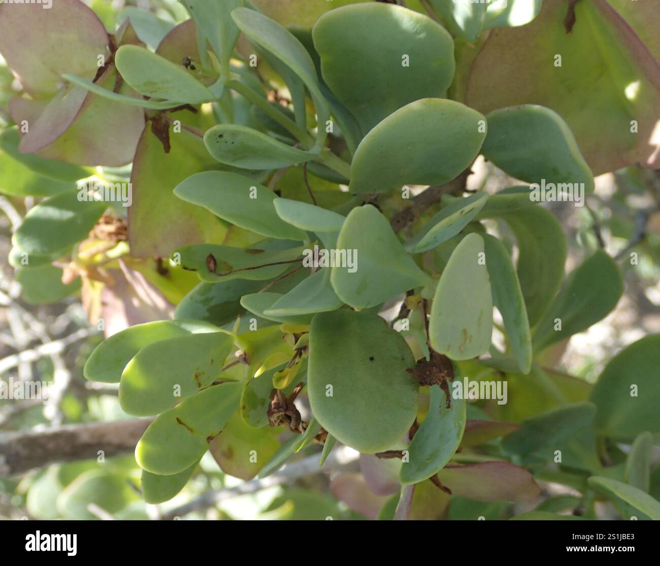 Salad Twinleaf (Roepera morgsana Stock Photo - Alamy