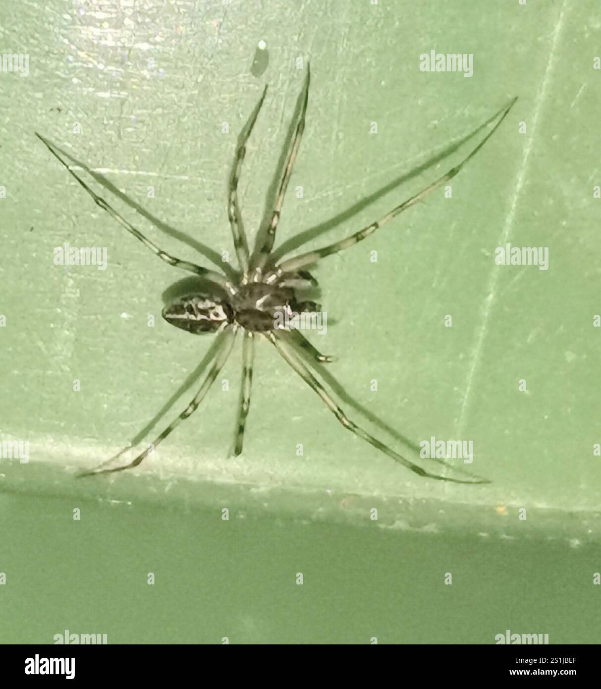 Invisible Spider (Drapetisca socialis Stock Photo - Alamy