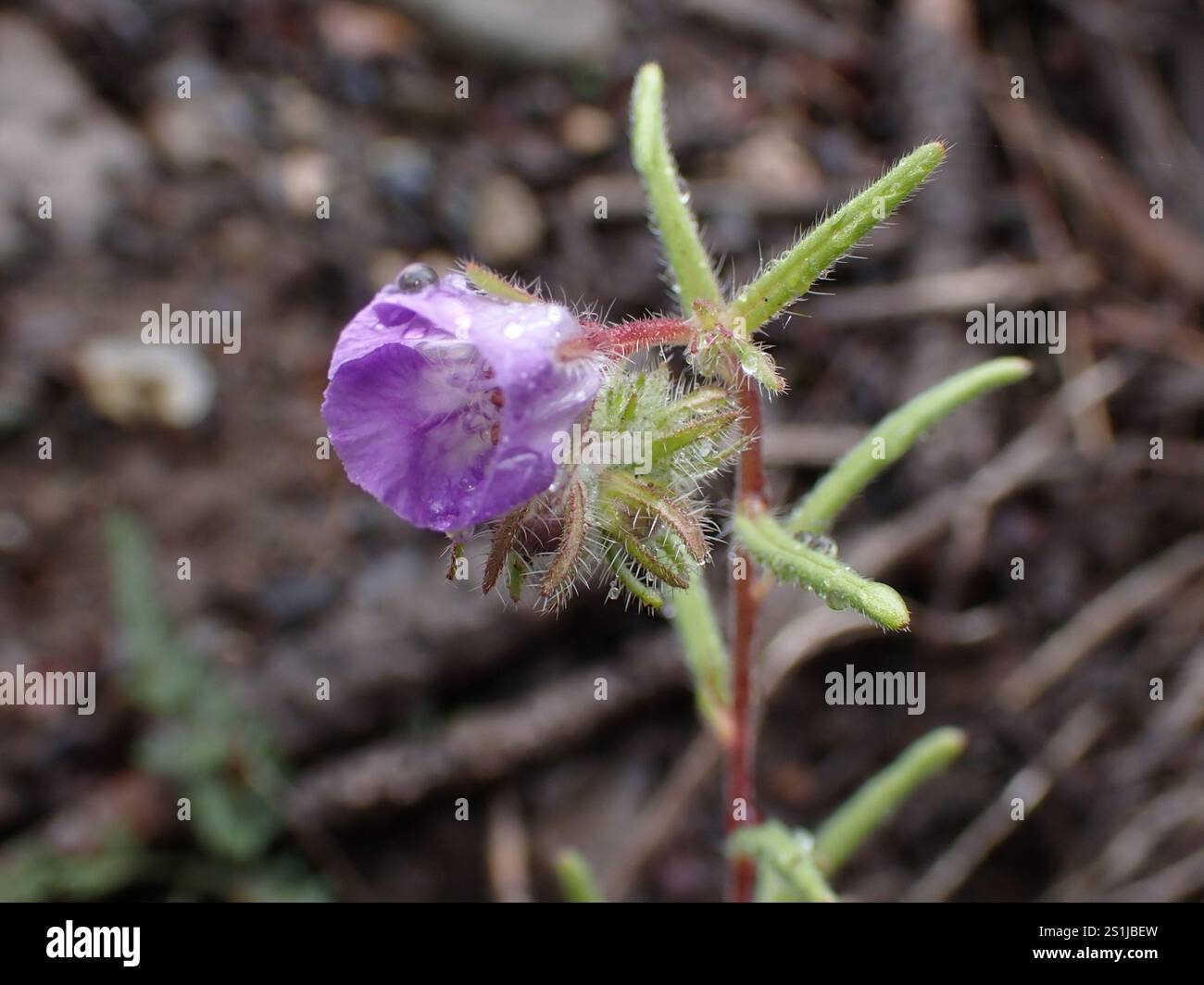 Linearleaf Phacelia (Phacelia linearis Stock Photo - Alamy