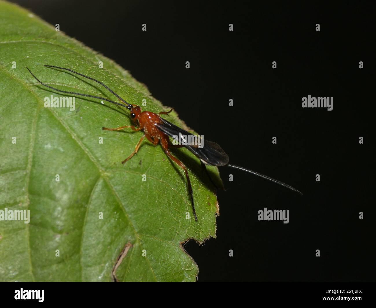 Ichneumonid and Braconid Wasps (Ichneumonoidea Stock Photo - Alamy