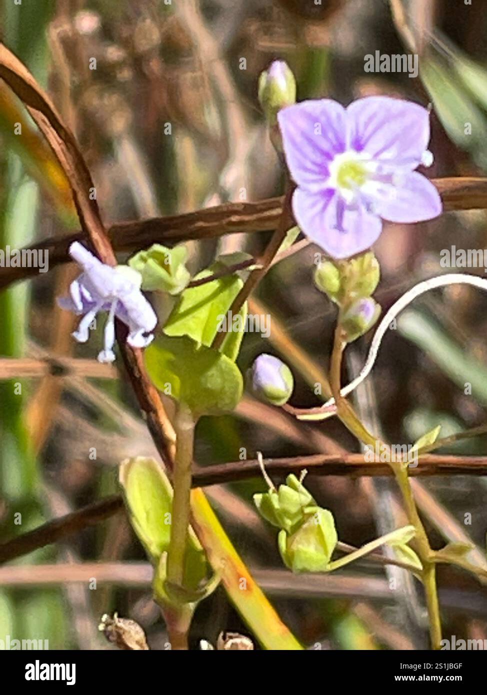 blue water-speedwell (Veronica anagallis-aquatica Stock Photo - Alamy