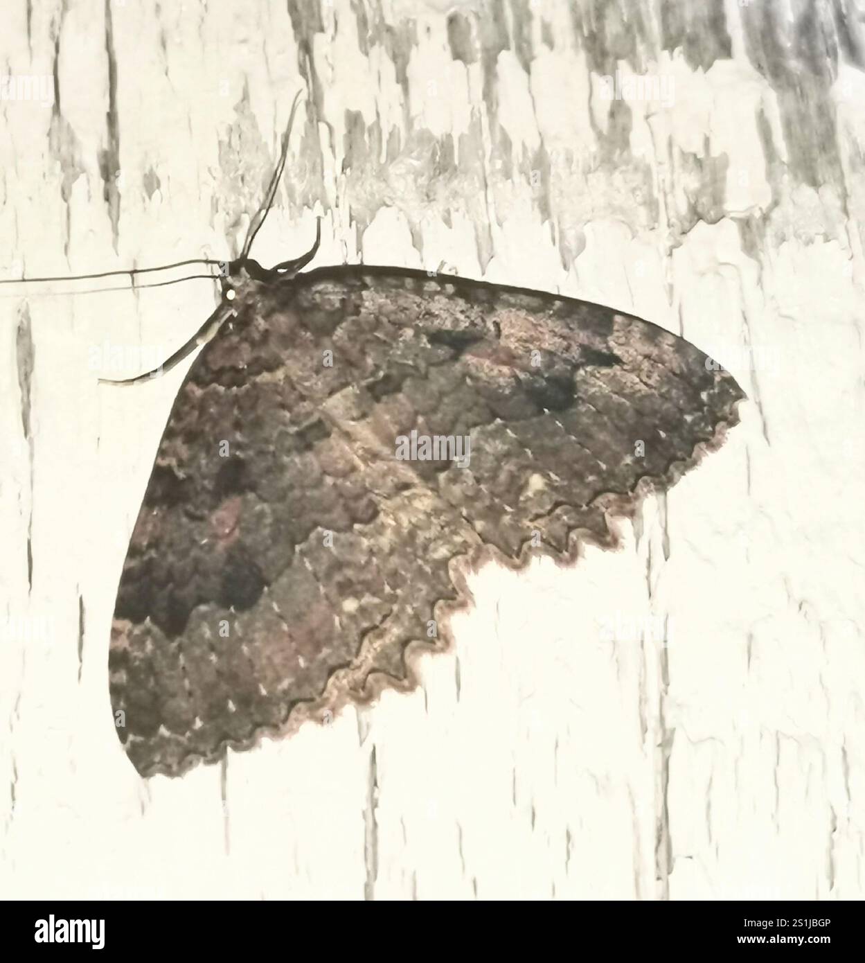 Tissue (Triphosa dubitata Stock Photo - Alamy