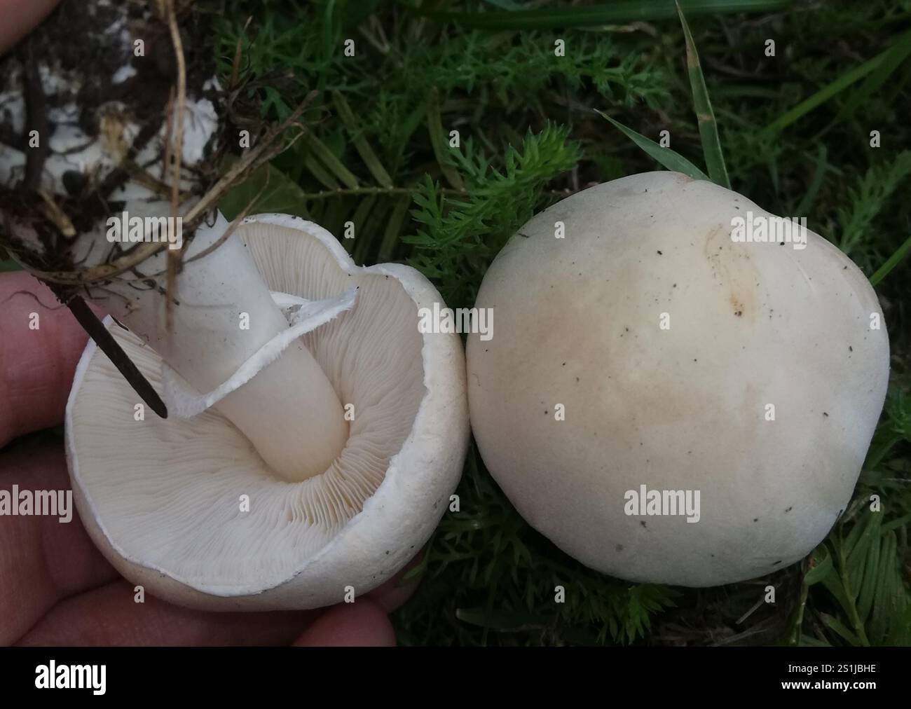 White Dapperling (Leucoagaricus leucothites Stock Photo - Alamy