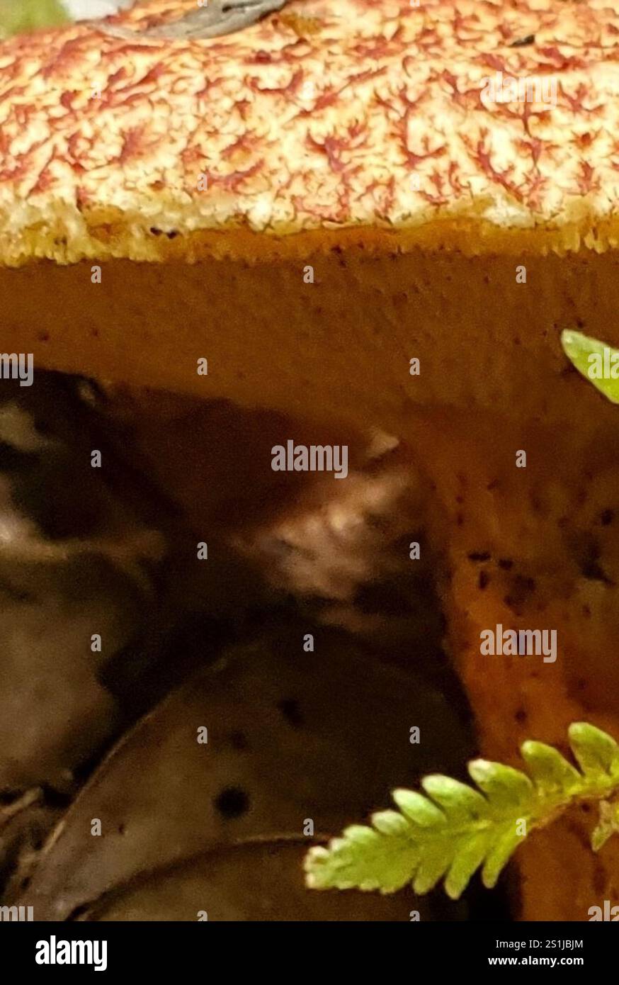 Painted Suillus (Suillus spraguei Stock Photo - Alamy