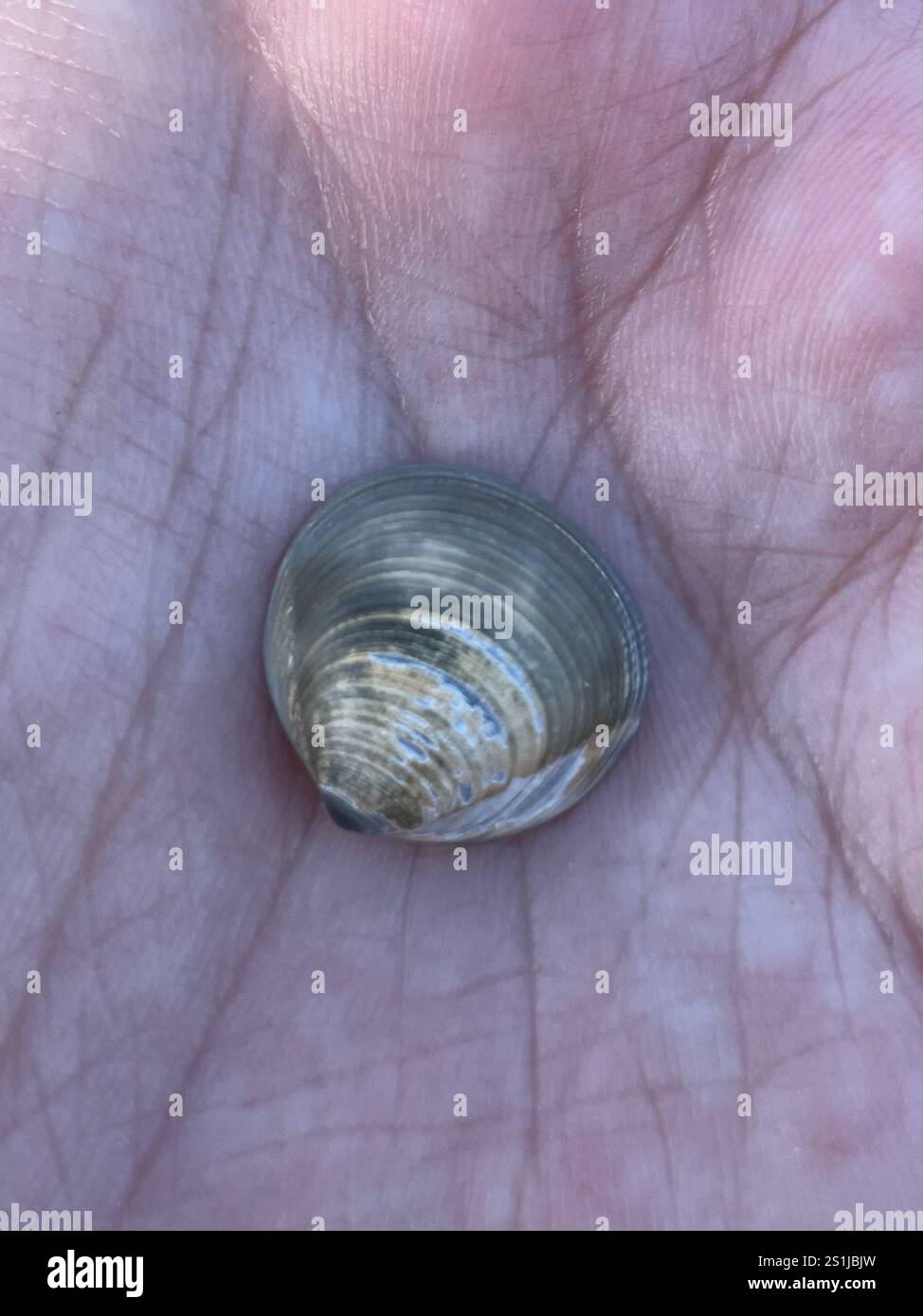 Morton's Cockle (Laevicardium mortoni Stock Photo - Alamy