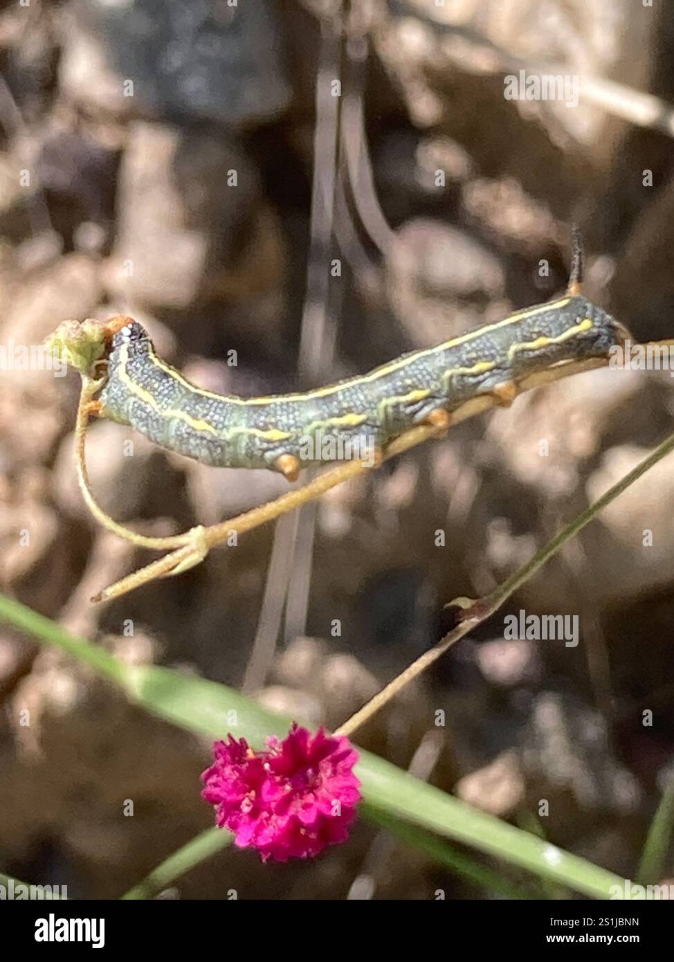 White-lined Sphinx (Hyles lineata Stock Photo - Alamy