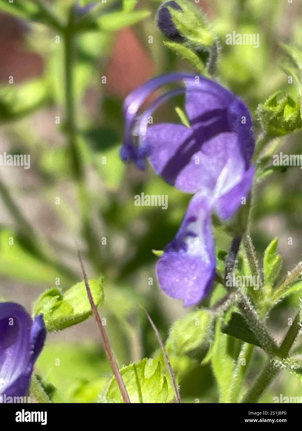 Blue Curls (Trichostema dichotomum Stock Photo - Alamy