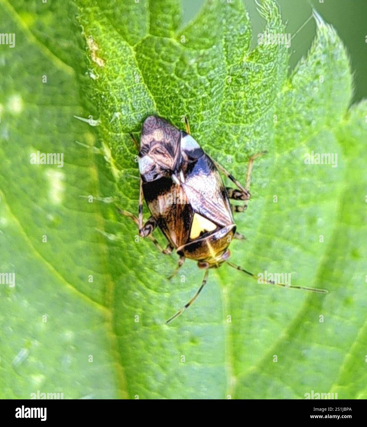 Three Spotted Nettle Bug (Liocoris tripustulatus Stock Photo - Alamy