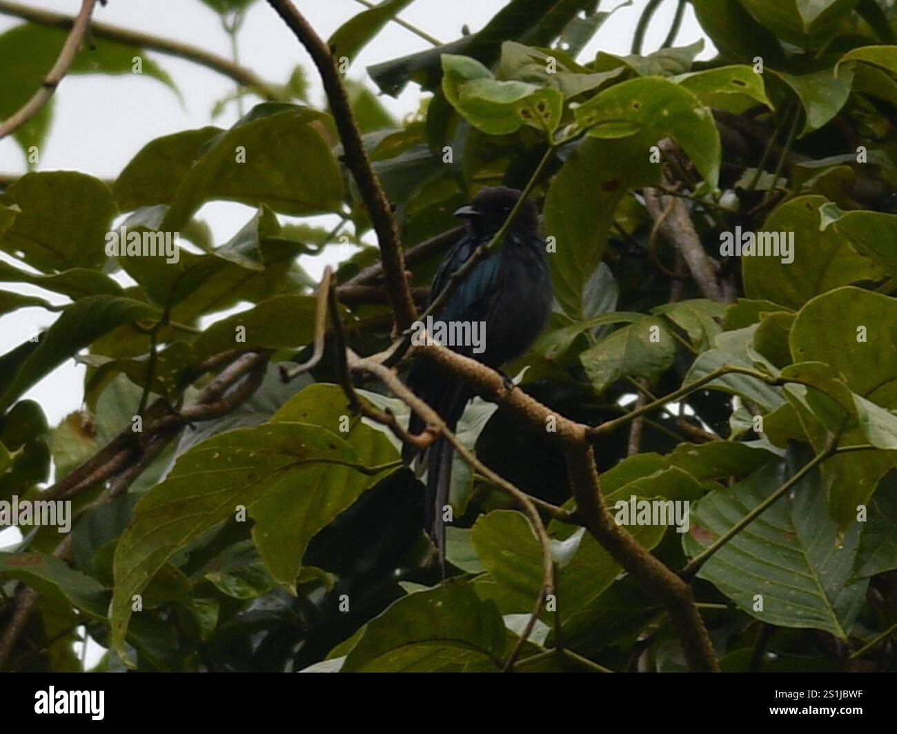 Bronzed Drongo (Dicrurus aeneus Stock Photo - Alamy