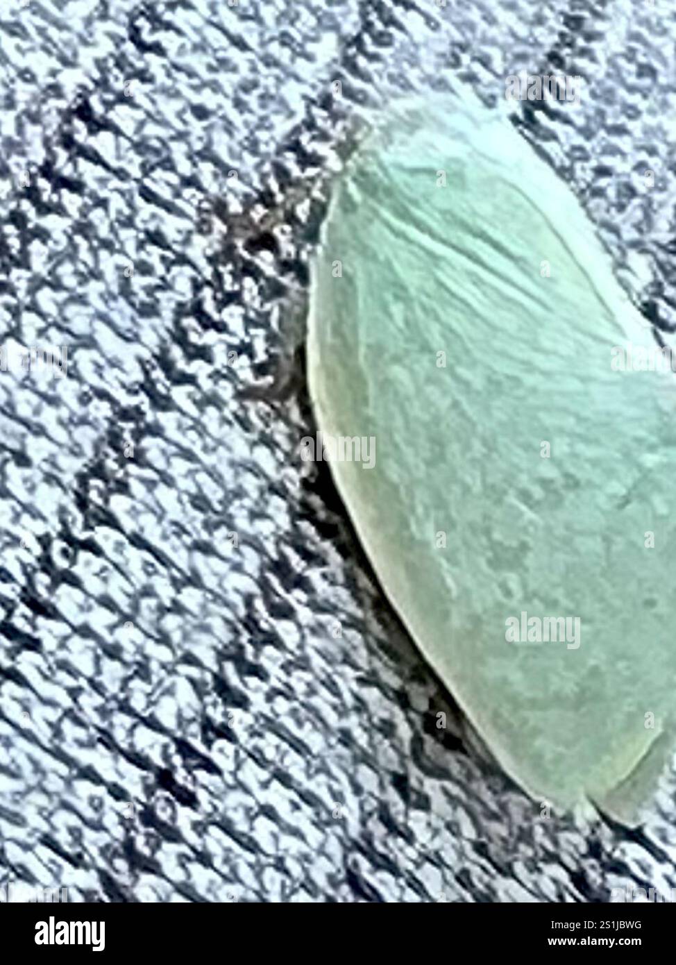 Northern Flatid Planthopper (Flatormenis proxima Stock Photo - Alamy