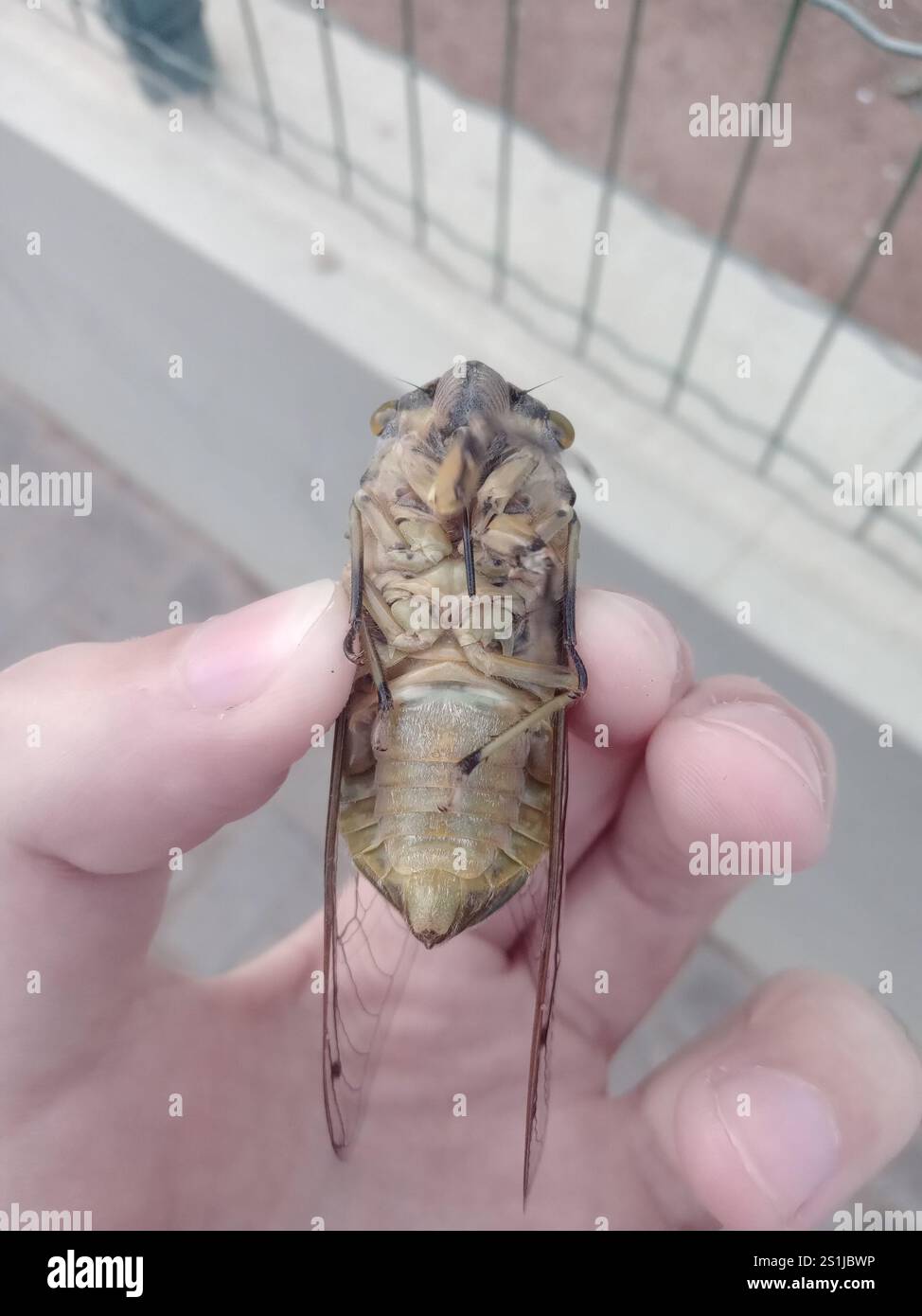 Giant Cicada (Quesada gigas Stock Photo - Alamy